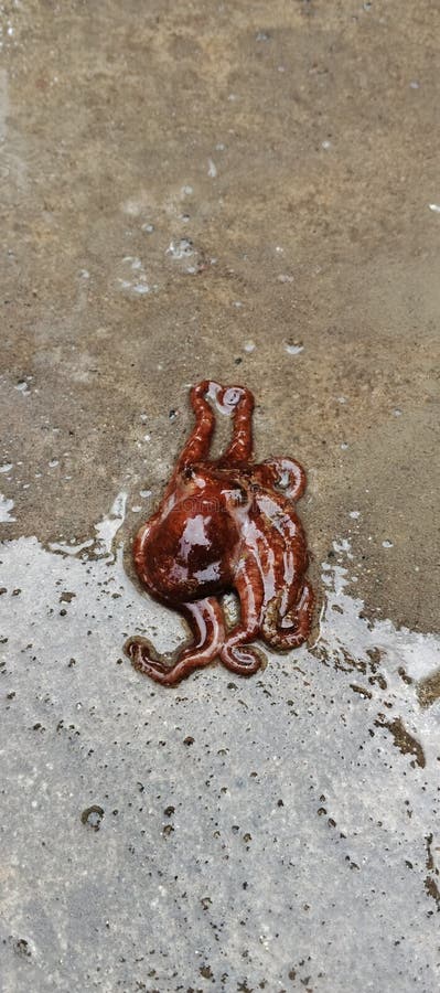 The Little Octopus from Dock Stock Image - Image of baby, octopus ...