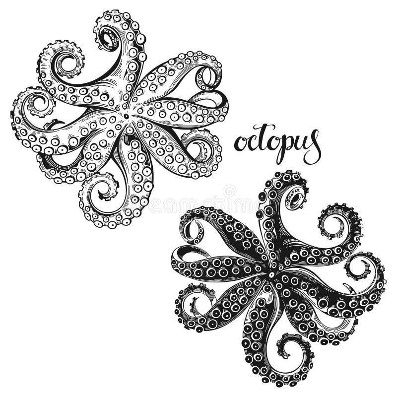 Little Octopus. Hand Drawn Vector Illustration, 2 Isolated Elements on ...