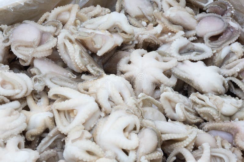 Little octopuses on white stock photo. Image of elegans - 179628050