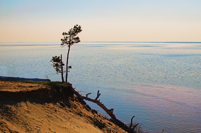 Little Old Pine Trees on the End of Sand Cliff. a Big Tree Fell into ...