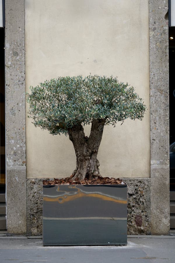 Little Olive Tree in Front of a Home Stock Image - Image of house ...