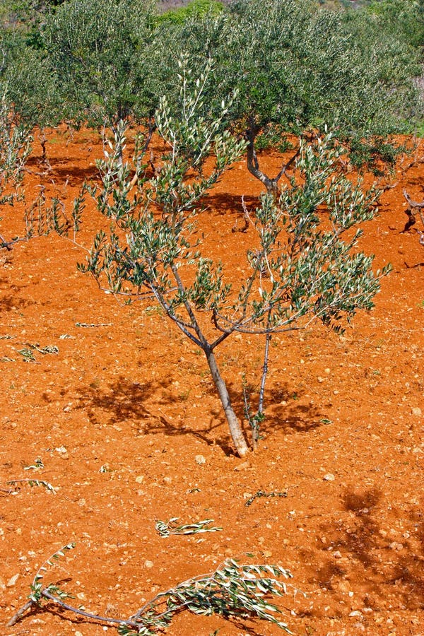 Little olive tree stock photo. Image of natural, earth - 82495548