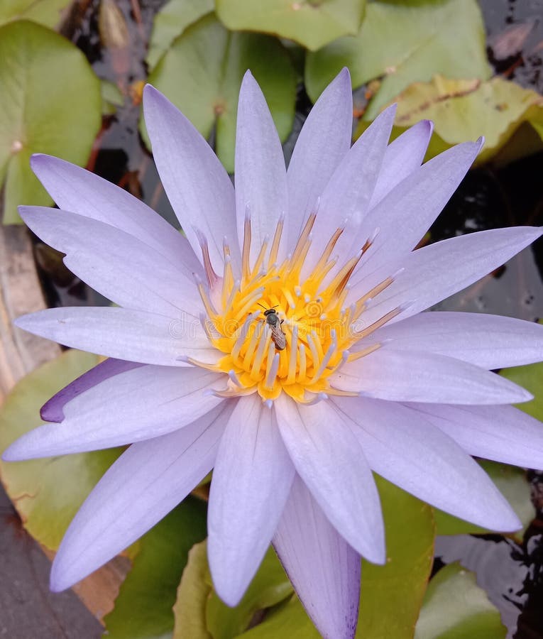 The Little Ones are Pollinating the Lotus Flowers. Stock Image - Image ...