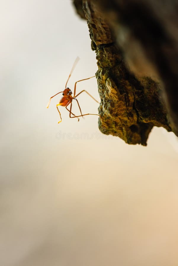 Orange ant stock image. Image of plant, insects, nature - 11191259