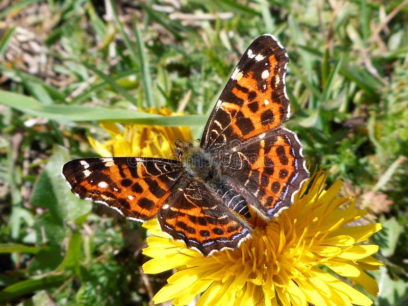 Little orange butterfly stock photo. Image of yellow - 94131022