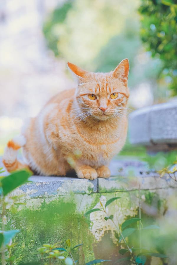 A Little Orange Cat in the Sun, Full of Spring Stock Photo - Image of ...