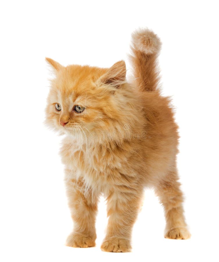 Little orange cat stock image. Image of agog, domestic - 42523797