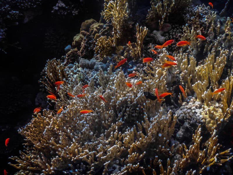 Little Orange Fishes at Corals on the Seabed Stock Image - Image of ...