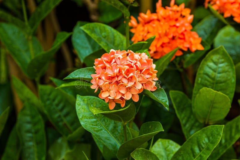 Little Orange Flowers of Rubiaceae Tree. Stock Photo - Image of fresh ...