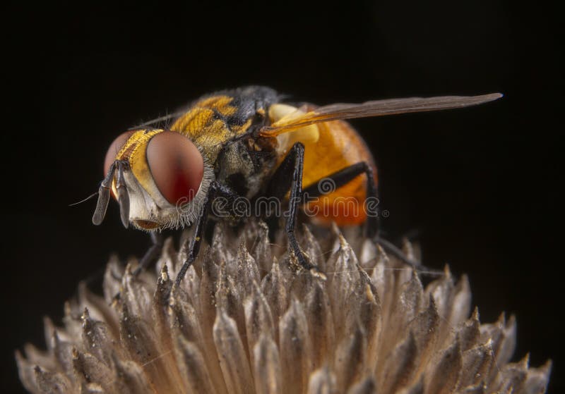 Little Orange Fly with Beautiful Eyes Posing on a Plant Stock Image ...