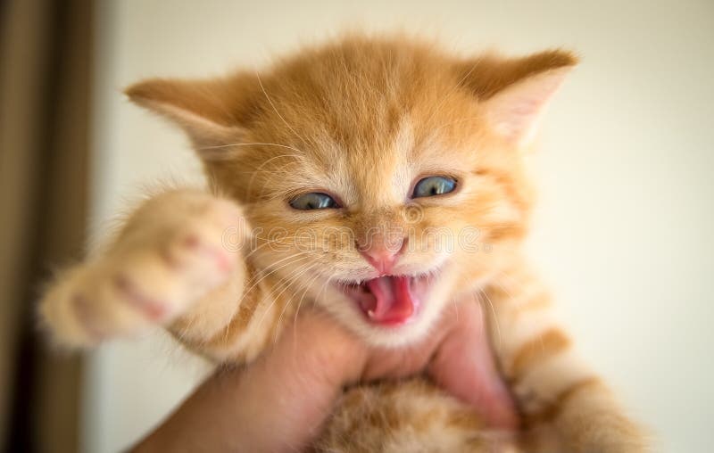 The Little Orange Kitten Meows Stock Image - Image of cats, domestic ...