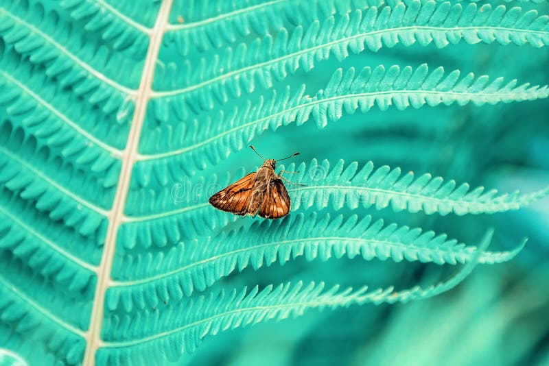 A Little Orange Moth on a Fern Leaf. Copy Space Stock Photo - Image of ...