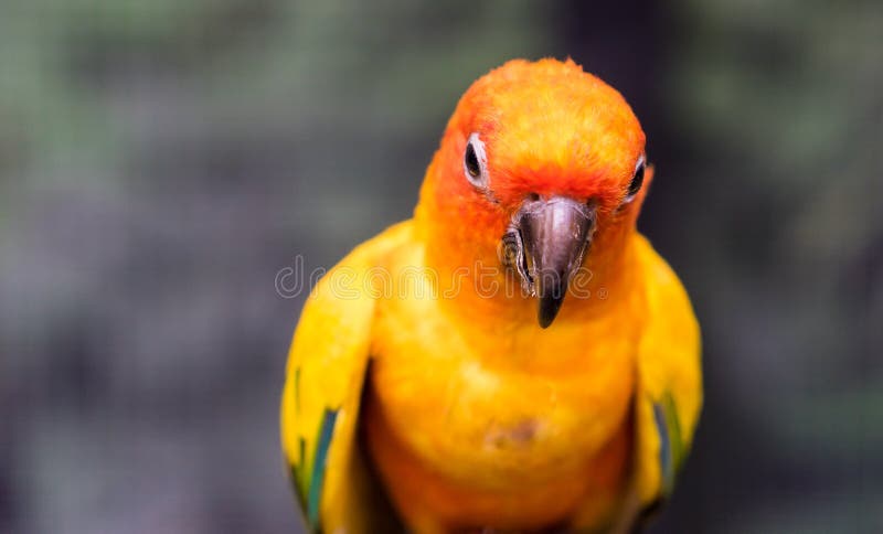 Little Orange Parrot Portrait. Stock Photo - Image of cute, parrot ...