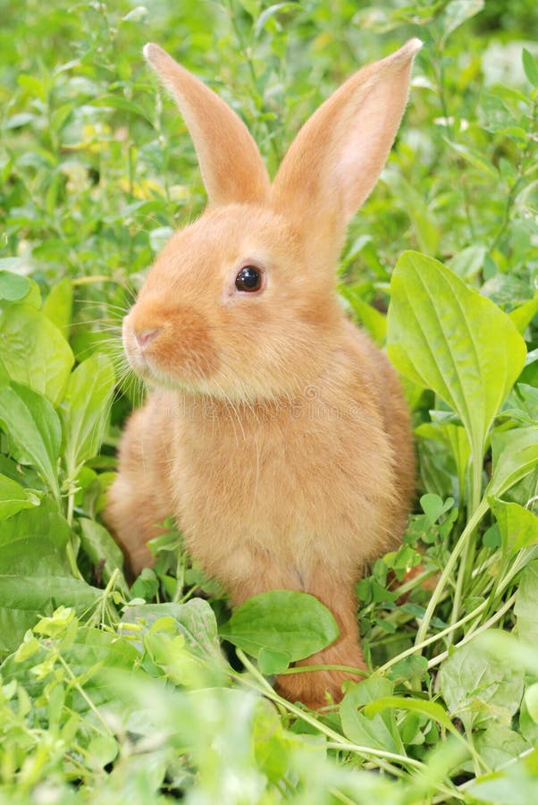 Little orange rabbit stock photo. Image of background - 88114394