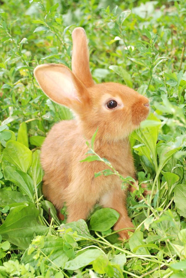 Little orange rabbit stock photo. Image of background - 88114394