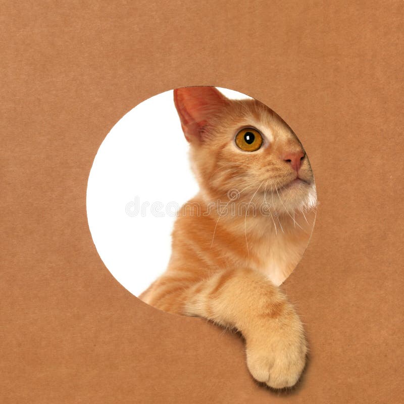 Little Orange Tabby Kitten Playing in a Cardboard Box Stock Photo ...