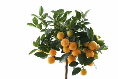 Little Orange Tree Isolated Stock Image - Image of orange, growth: 27690783