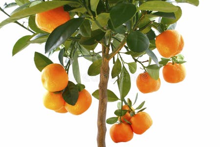 Little Orange Tree Isolated on White Stock Image - Image of leaf ...