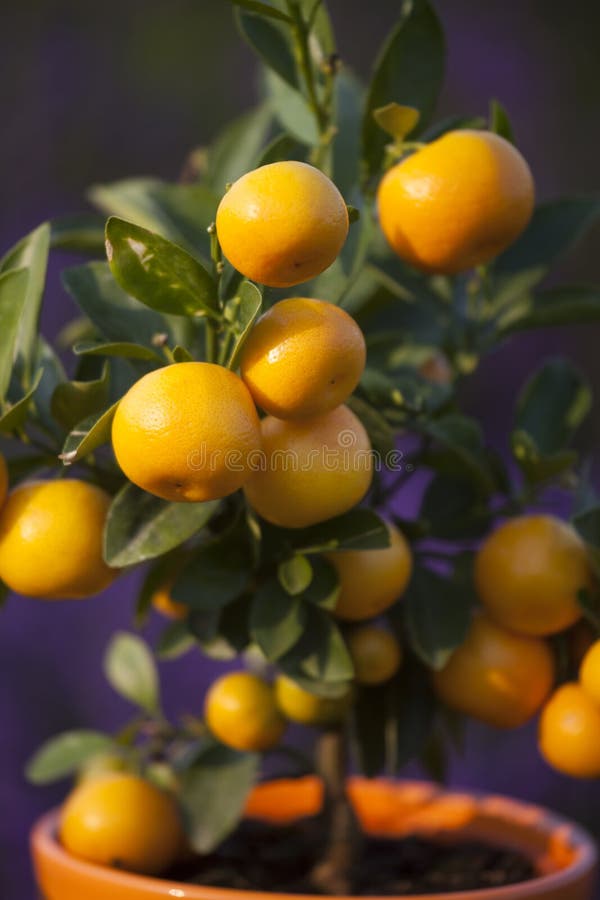 Little orange tree stock image. Image of agriculture - 32150857