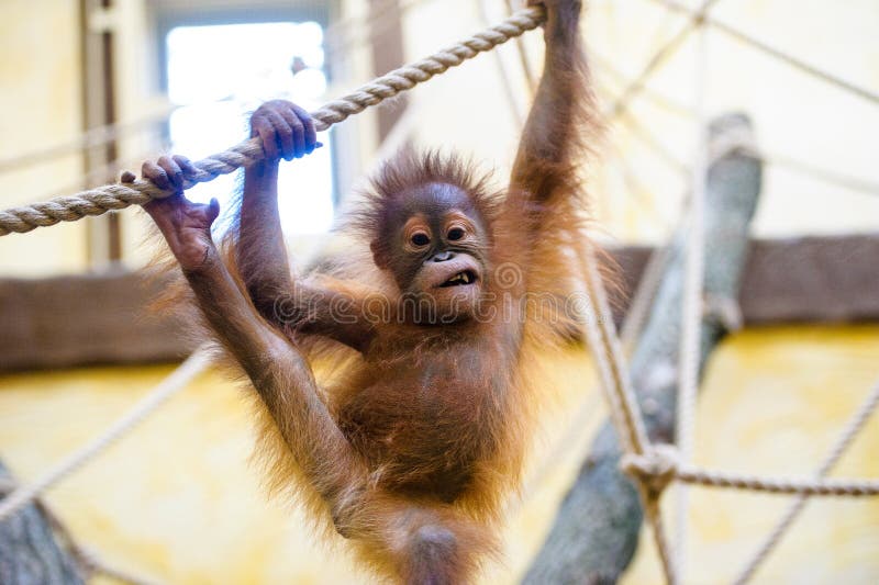 Little orangutan stock photo. Image of animals, baby - 163409020