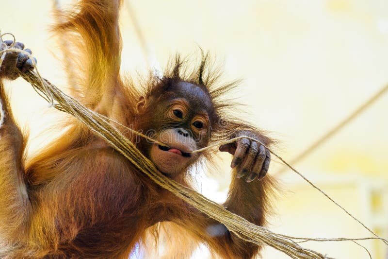 Little orangutan stock image. Image of brown, kalimantan - 165101803