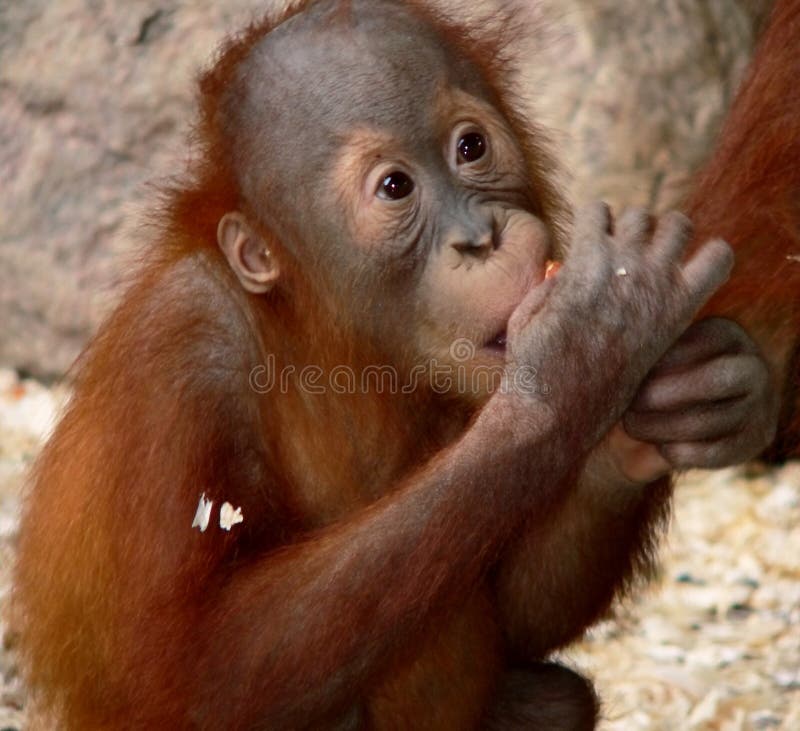 Little orangutan stock image. Image of forest, mammal - 4160215