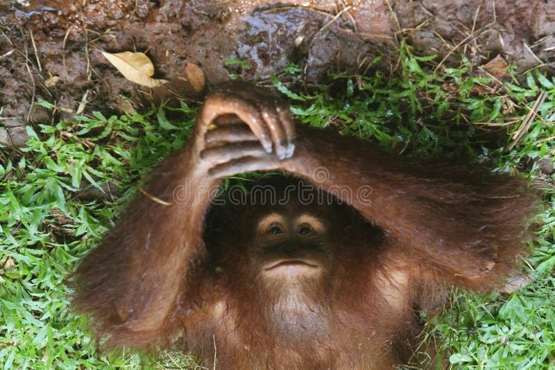 A Little Orangutan Lying on the Grass Stock Photo - Image of orangutan ...