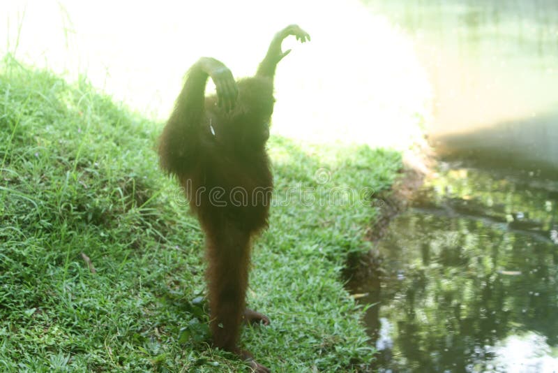 A Little Orangutan Raising Its Hand Stock Photo - Image of garden ...