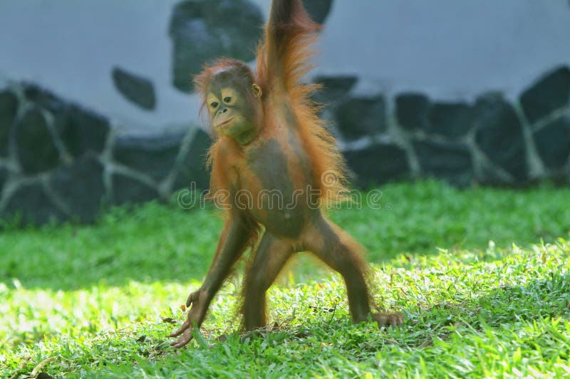 Joyful stock photo. Image of cute, fragility, species - 305494216