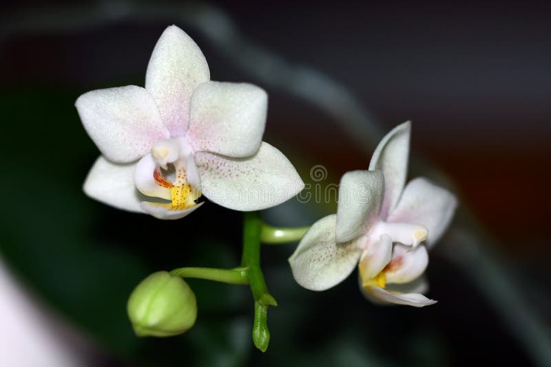 Little orchid stock image. Image of gardening, flowers - 171111089
