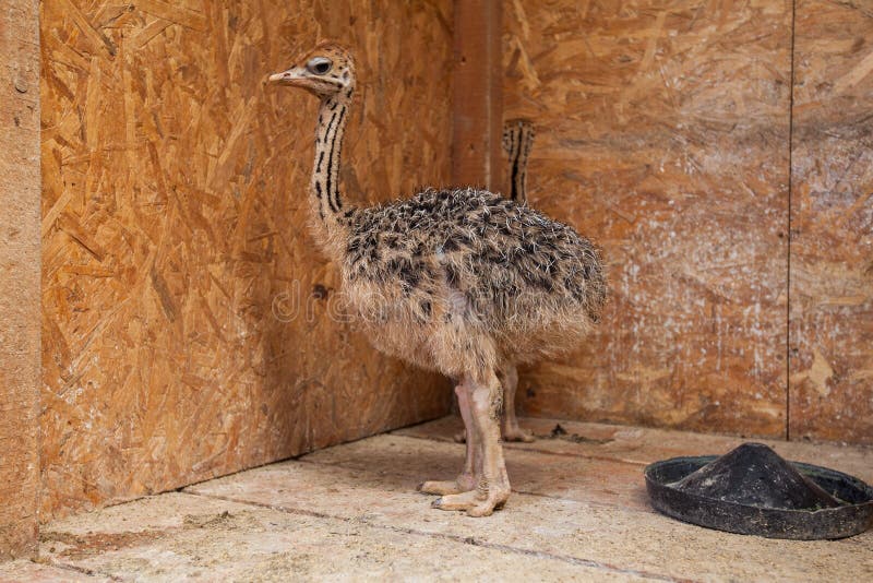 Two Little Ostrich Girls are Lying on the Ground Stock Photo - Image of ...