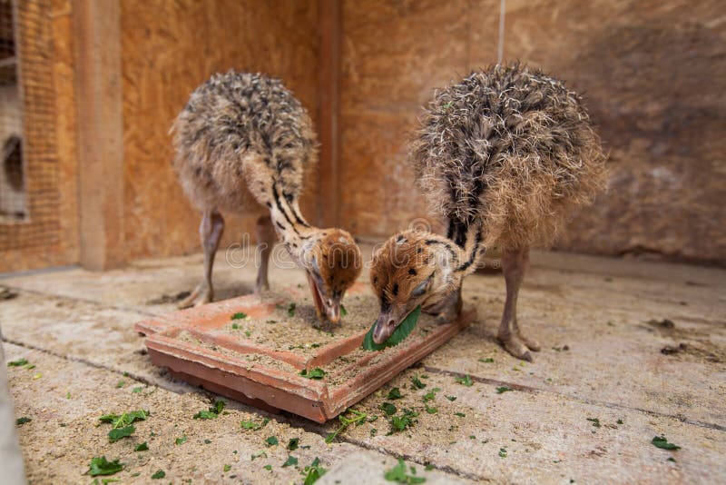 Little ostrich cub stock photo. Image of farming, feathers - 219850106