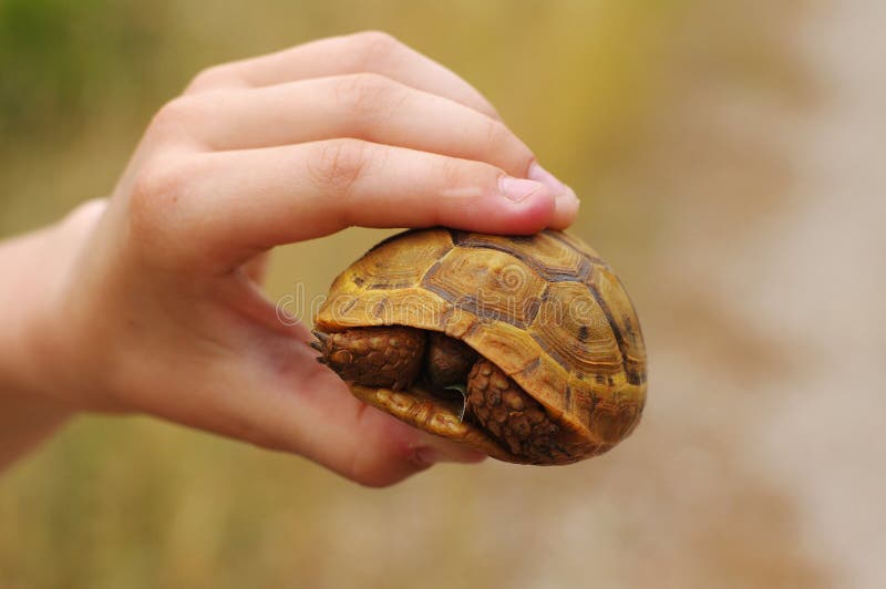 Little Overland Turtle in the Hands Stock Image - Image of farm, heat ...