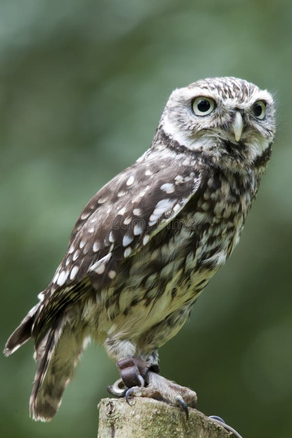 Little owl stock photo. Image of athene, feathers, eyes - 20122040