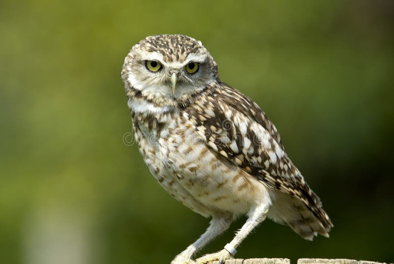 Little owl stock photo. Image of farmland, silent, little - 20329162