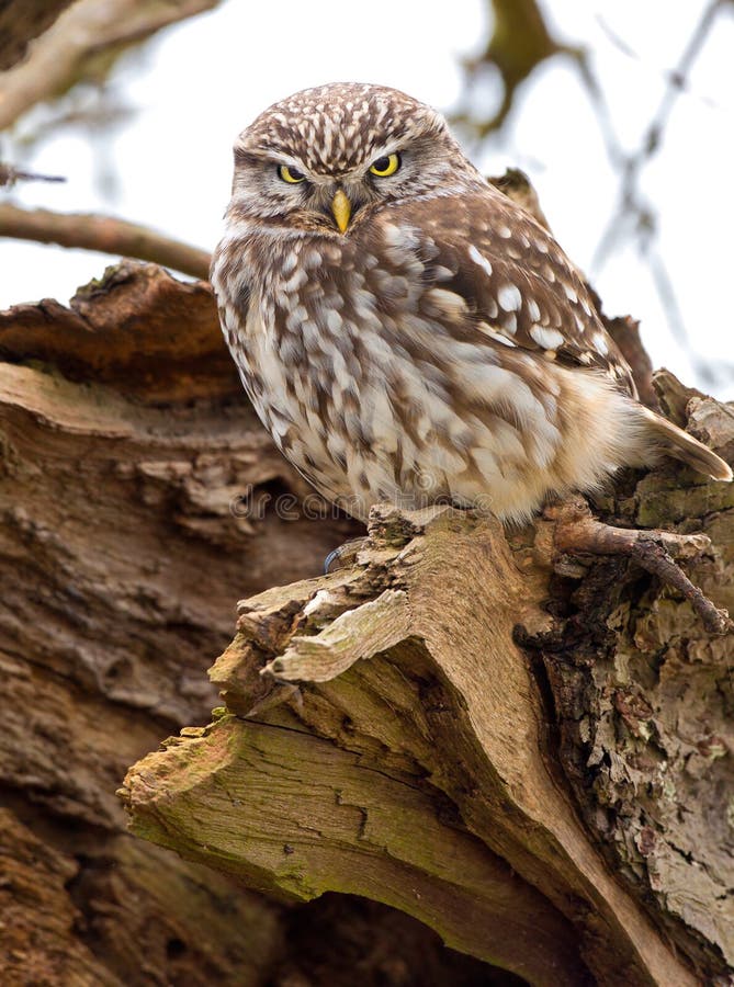 Little Owl stock image. Image of small, wildlife, claws - 24324595