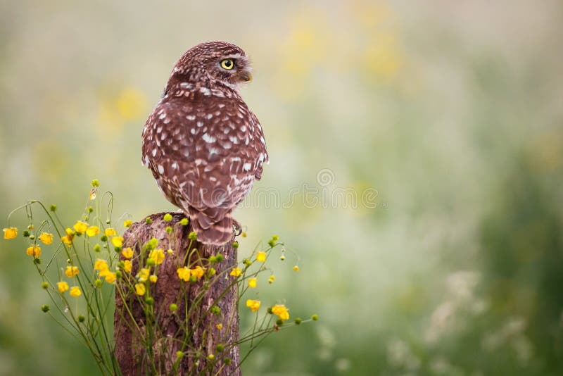 Little owl stock photo. Image of predator, prey, post - 74530746