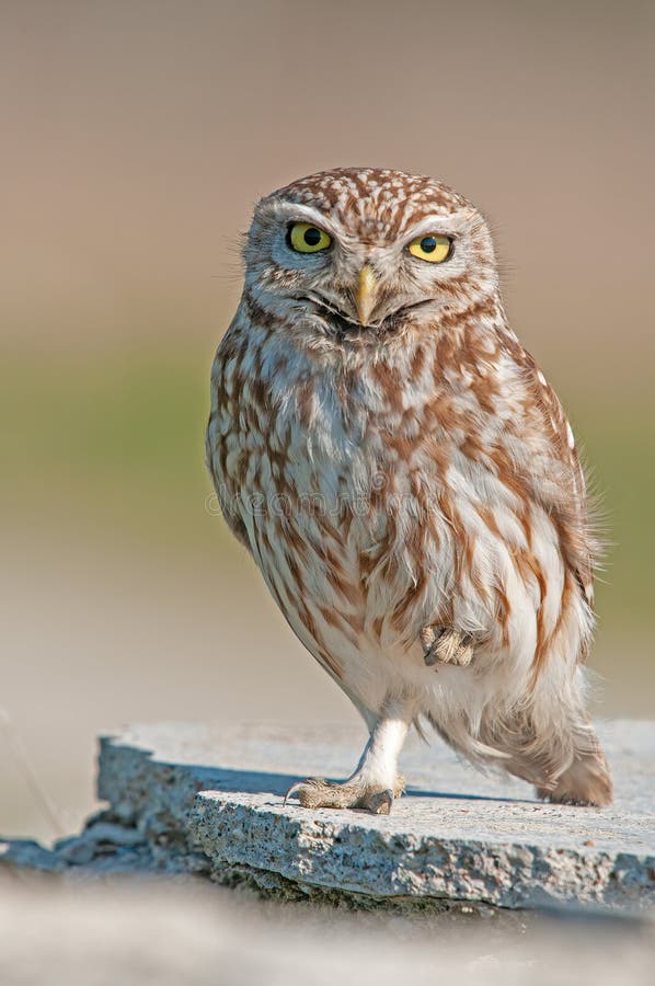 Little Owl Athene Noctua One Leg Stock Photos - Free & Royalty-Free Stock Photos from Dreamstime