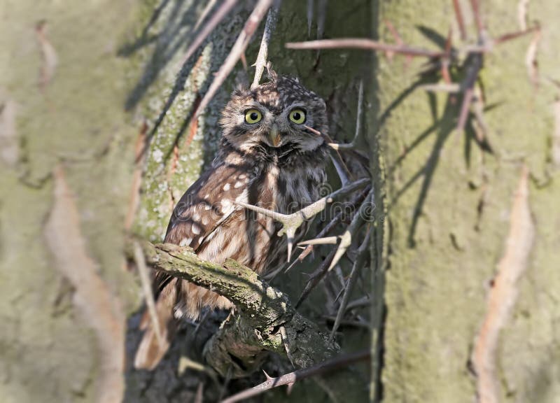 A Little Owl Hides on a Tree with Large Thorns Stock Image - Image of ...