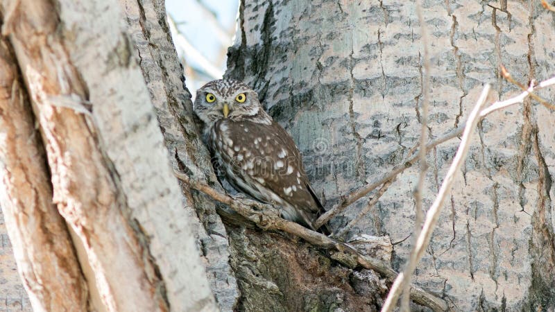 Little Owl Hiding in the Fork of a Tree Stock Image - Image of brown ...