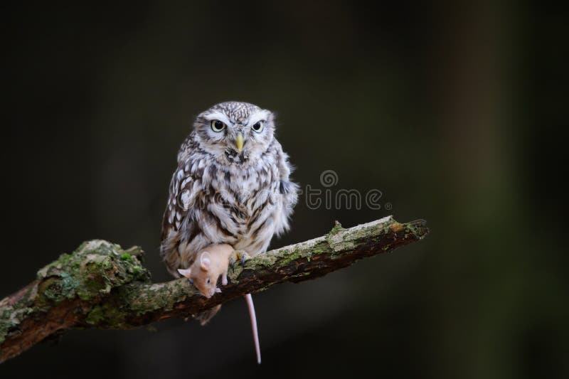 Little Mouse Extrem Hunted Stock Photos - Free & Royalty-Free Stock ...