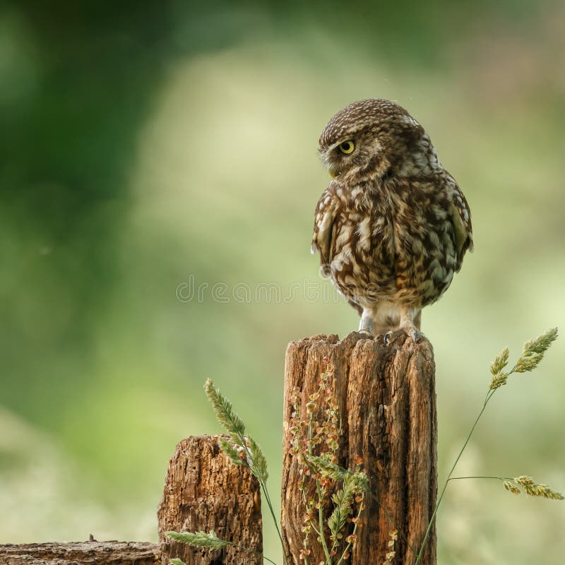 Little owl stock photo. Image of perch, birdwatching - 74603538