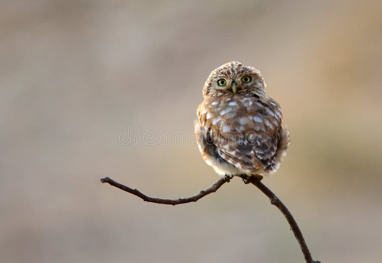 Little Owl Rear View Stock Photos - Free & Royalty-Free Stock Photos ...