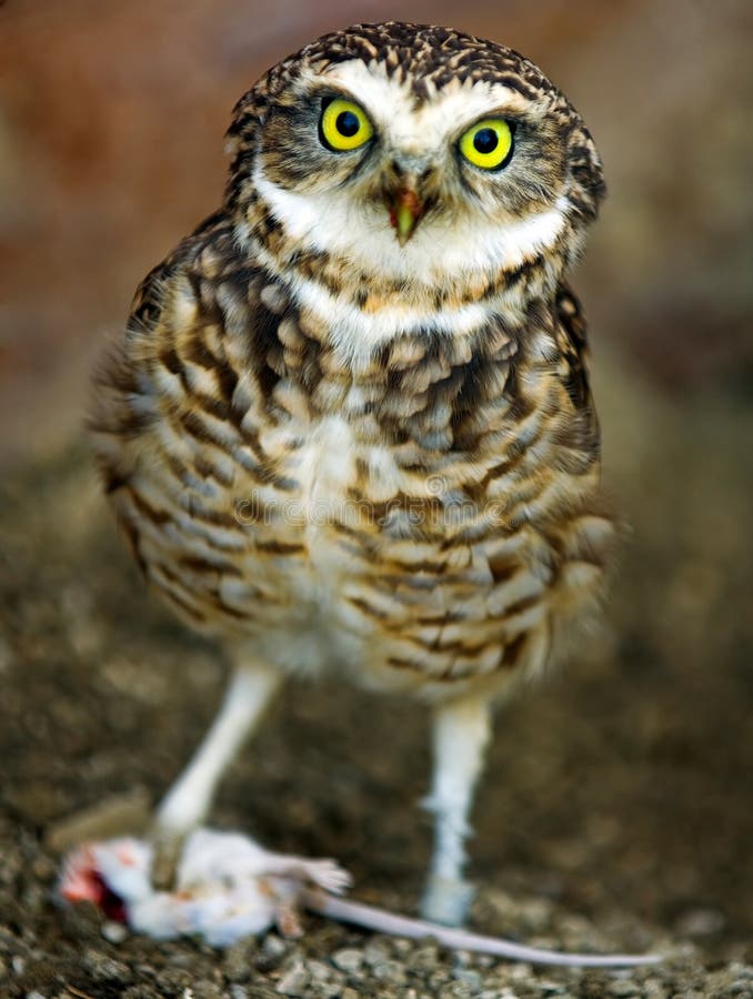 Little owl with mouse stock image. Image of forrest, dinner - 10120581
