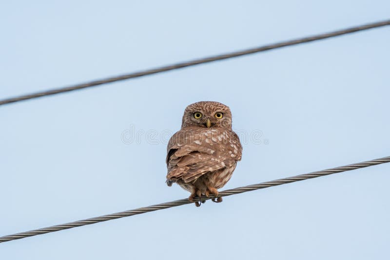 Little Owl Perched on an Electric Wire Stock Photo - Image of little ...