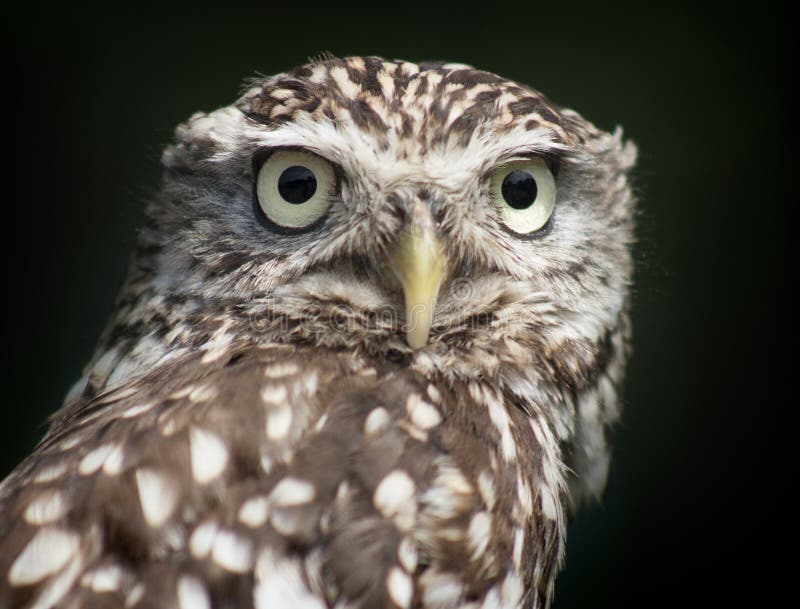 Little Owl Portrait stock image. Image of beak, green - 34006115