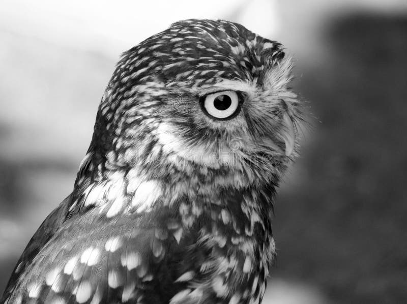 136 Side Profile Brown Owl Stock Photos - Free & Royalty-Free Stock ...