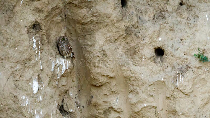 Little Owl at a rock face stock photo. Image of owls - 267899670