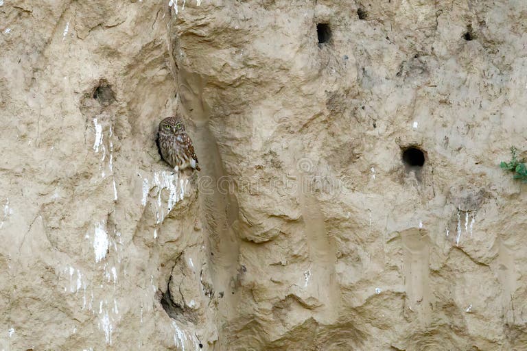 Little Owl at a rock face stock photo. Image of rock - 267899904