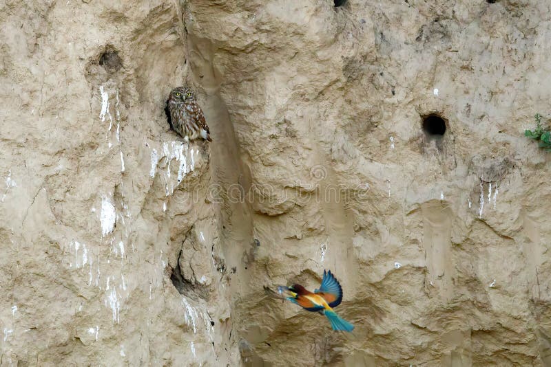 Little Owl at a rock face stock image. Image of birds - 267900139